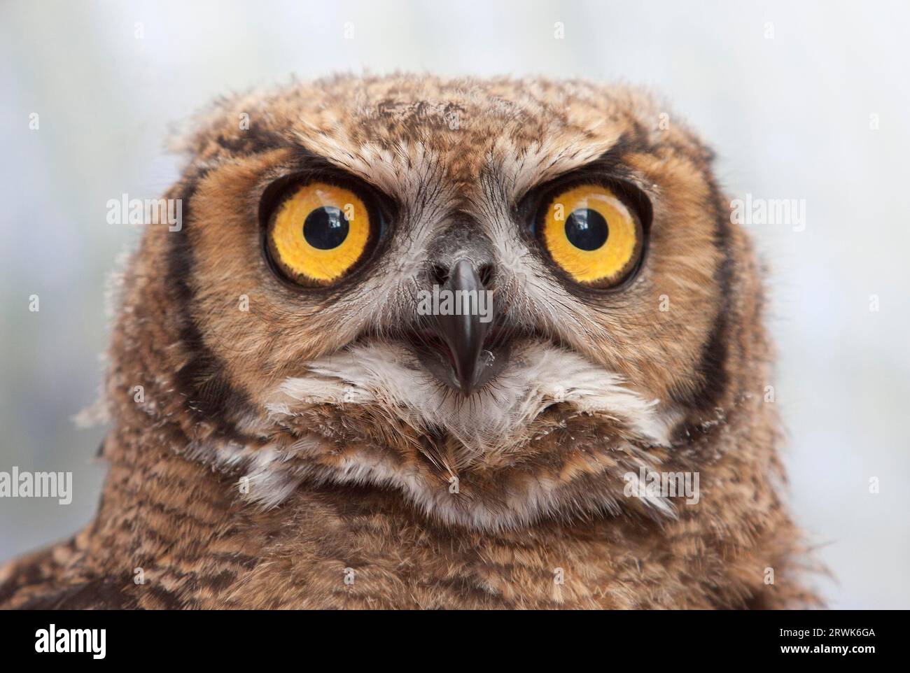 Owl with big sharp eyes Stock Photo - Alamy