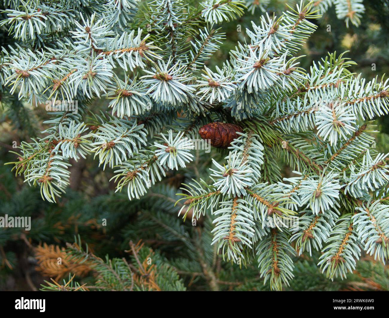 Noble fir tree hi-res stock photography and images - Alamy