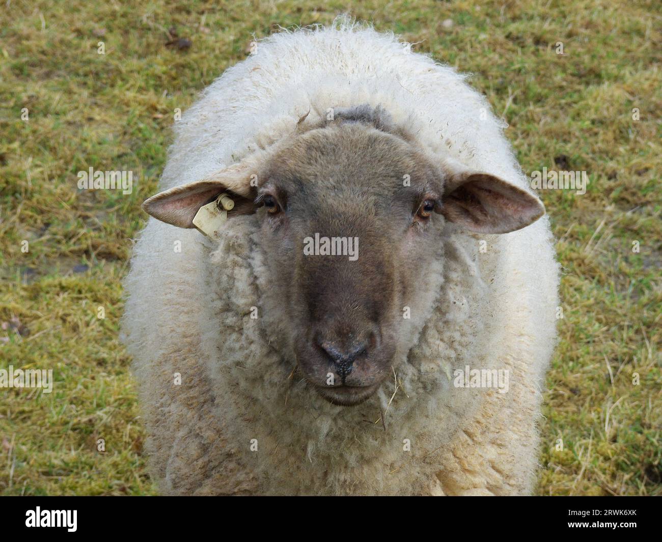 Single sheep photographed frontally, background green pasture Stock ...