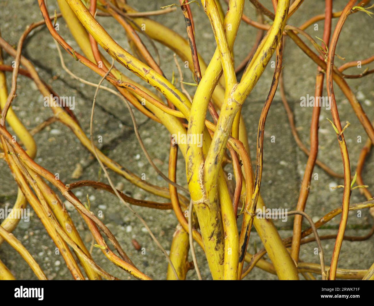 Entwined twigs hi-res stock photography and images - Alamy