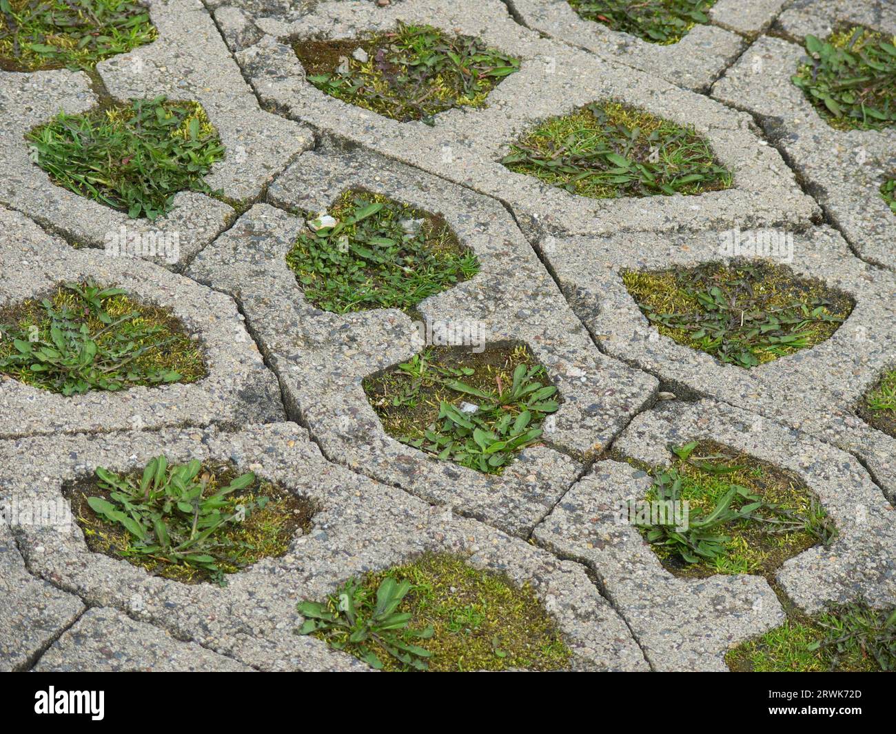 Overgrown dandelion hi-res stock photography and images - Alamy