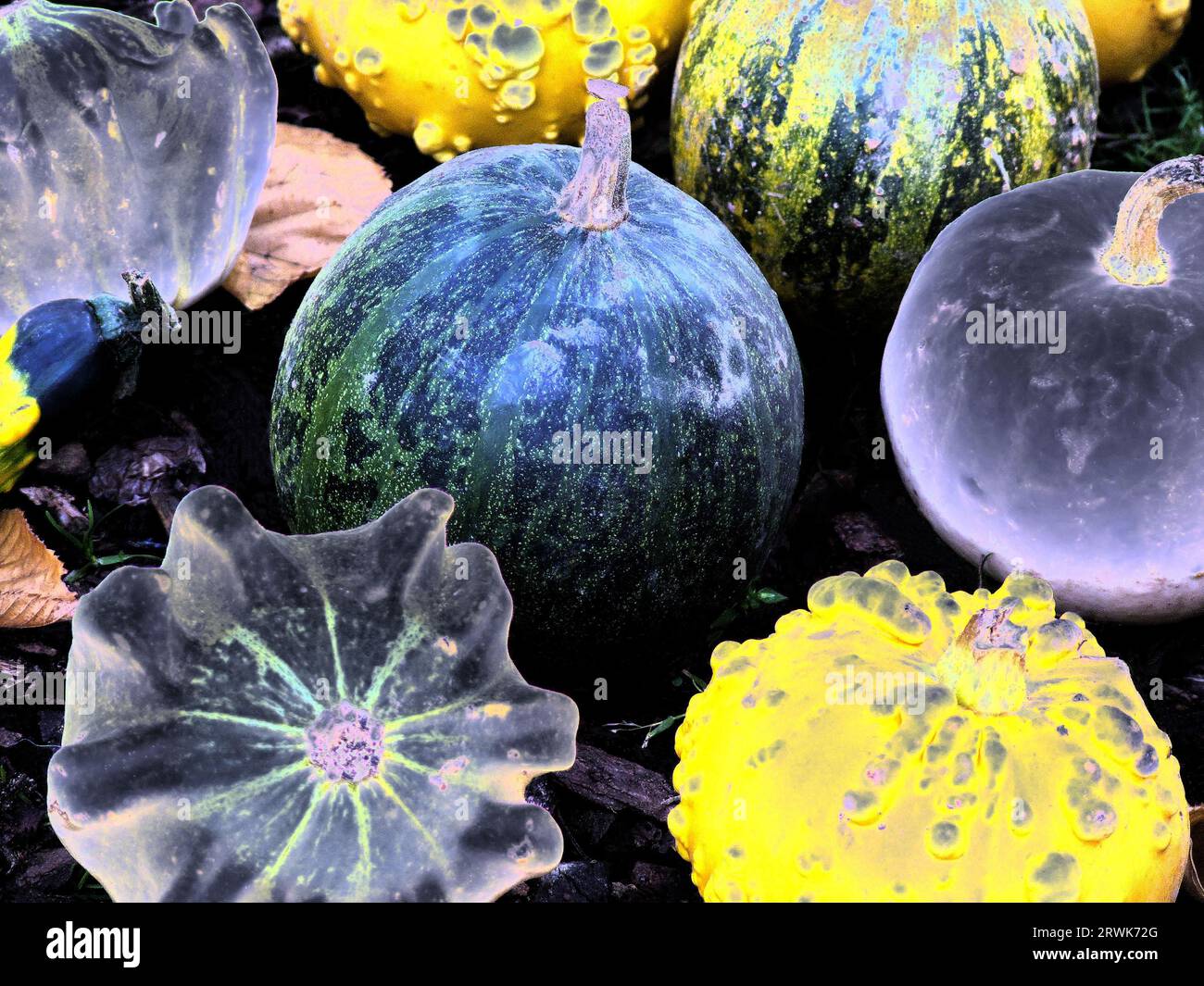 Various shapes and colours of ornamental pumpkins, slightly alienated ...