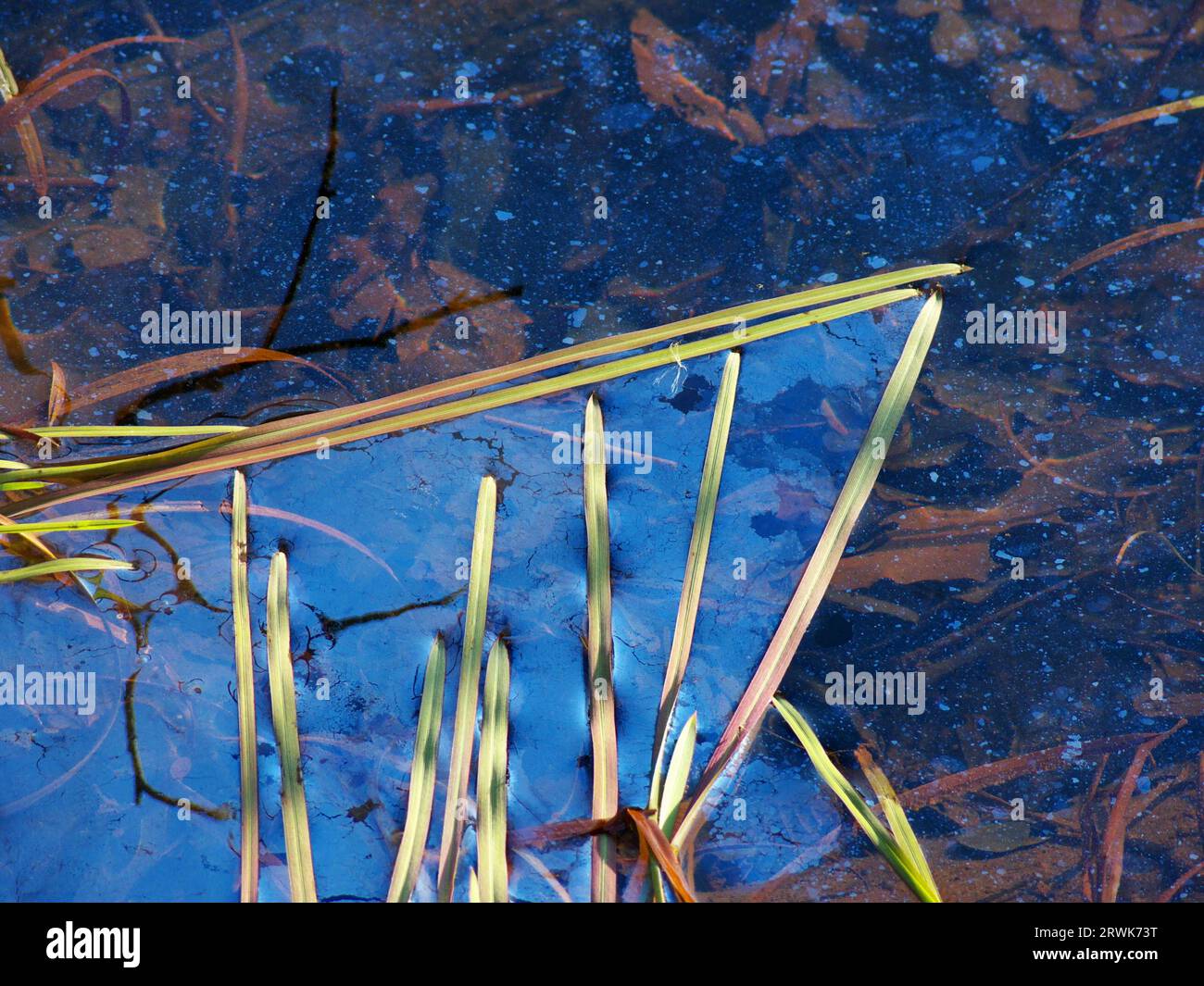 Some grasses with differently tinted water, filling the format Stock ...