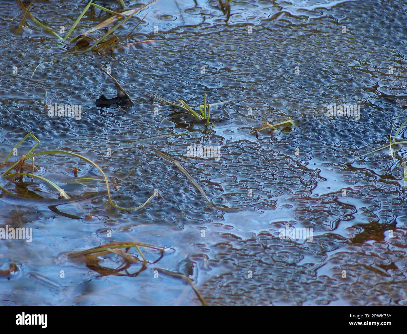 Frog spawn deposition site in a pond Stock Photo - Alamy