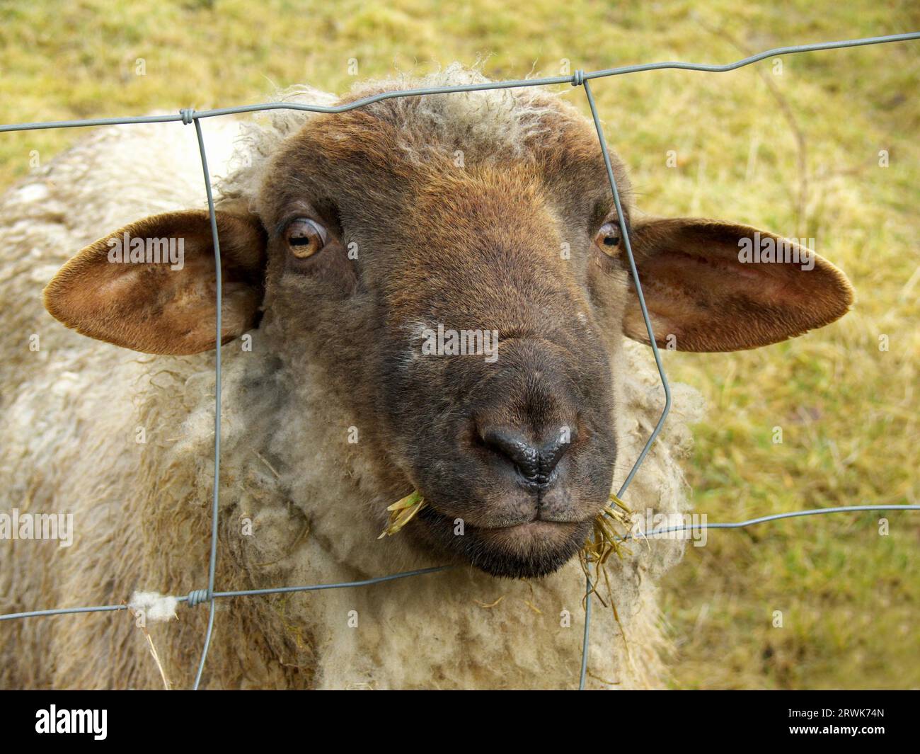 Hungry sheep hi-res stock photography and images - Alamy