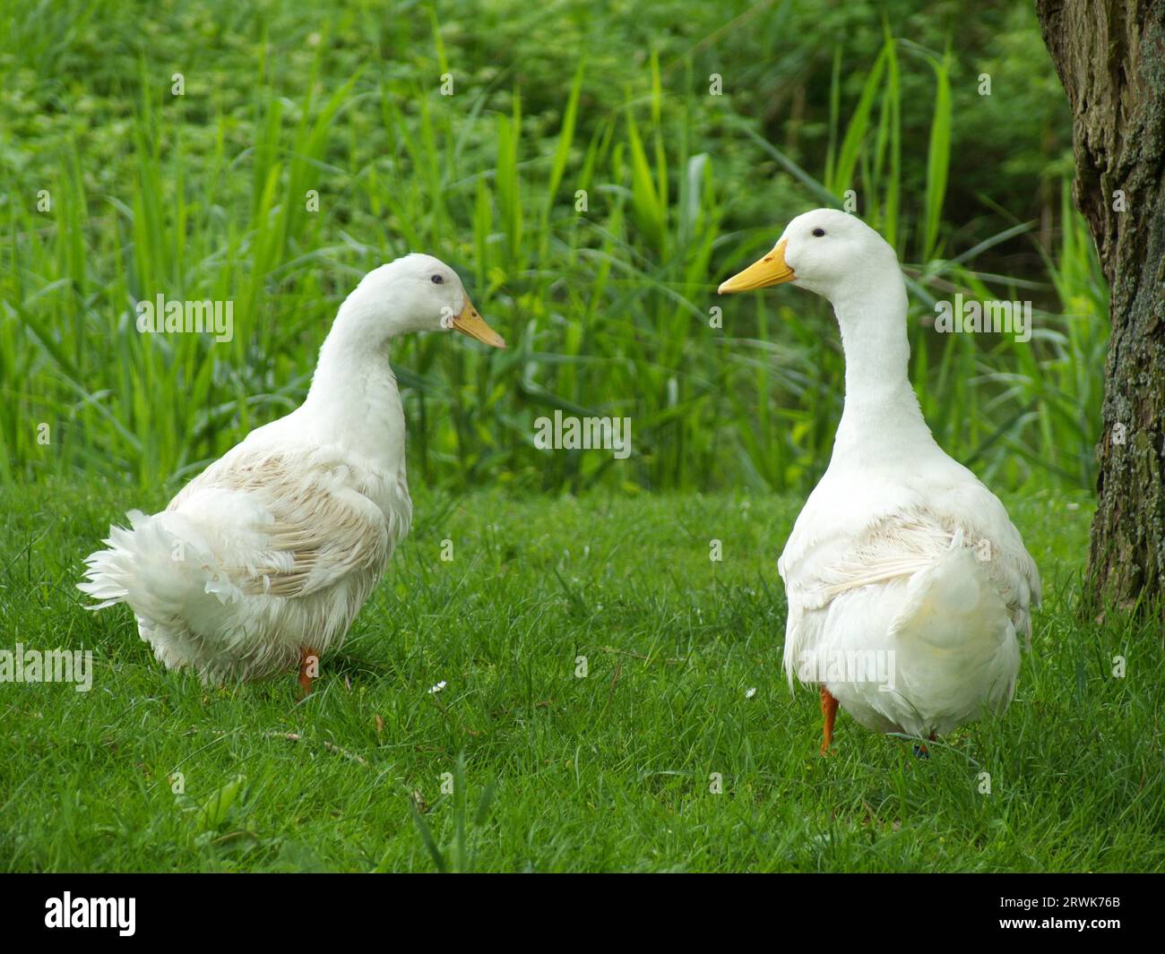 Pair of geese facing each other in the green grass Stock Photo - Alamy
