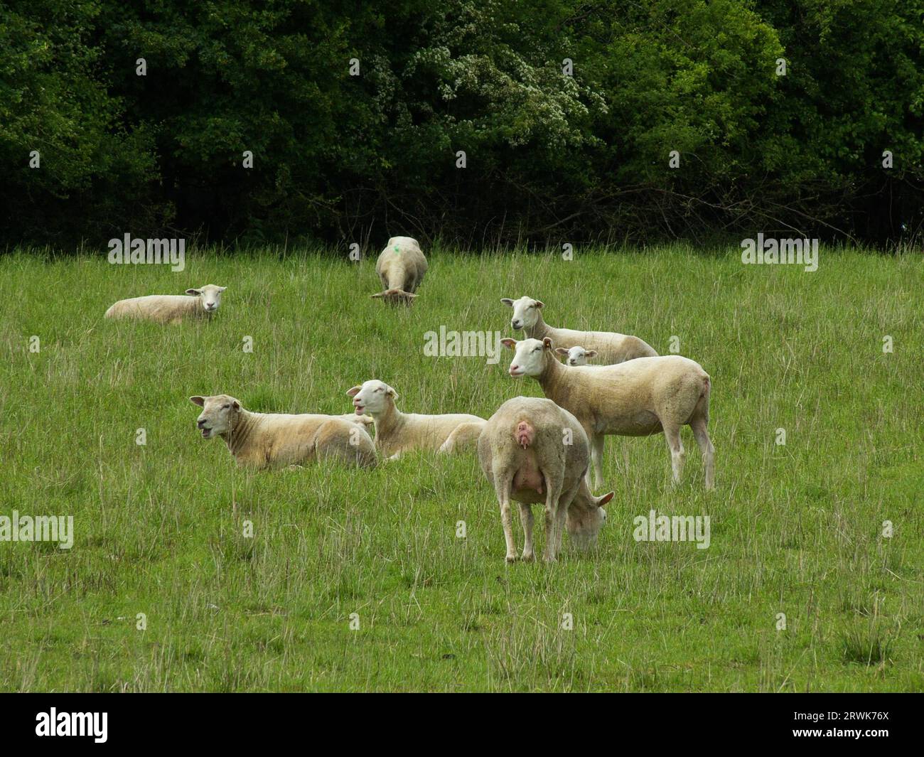 Flock of sheep in a green meadow, forest in the background Stock Photo ...