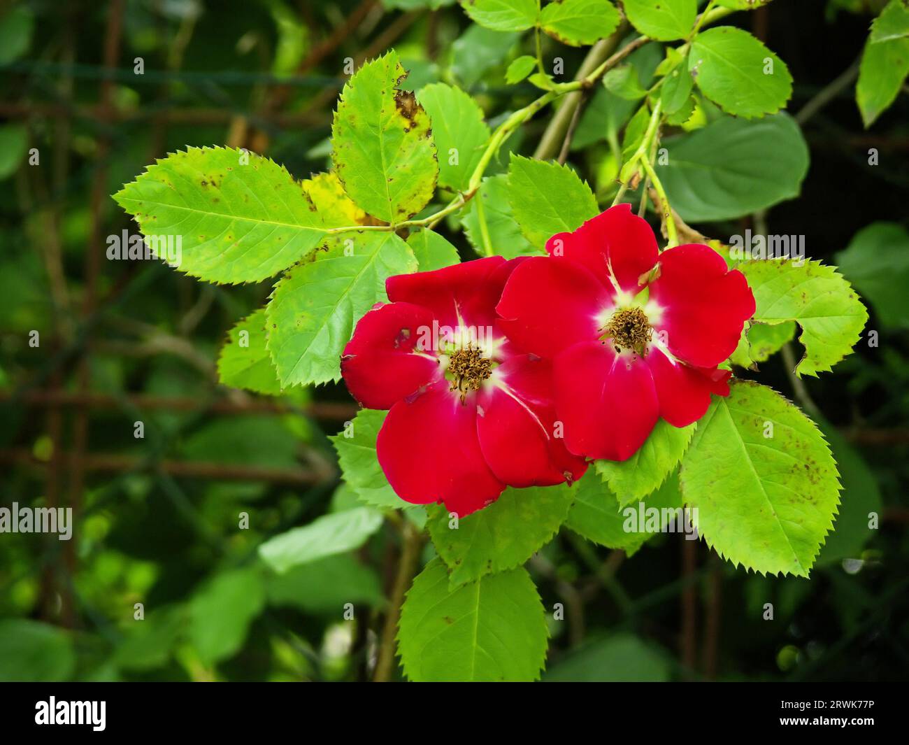 Two rose petals, still beautiful even when withered Stock Photo - Alamy