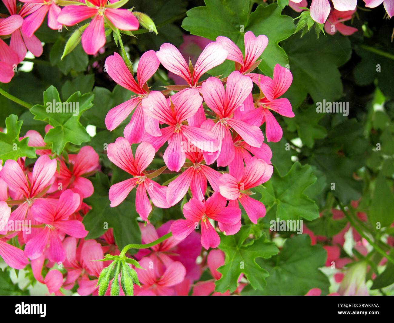 Pink flowering geraniums, full size Stock Photo - Alamy
