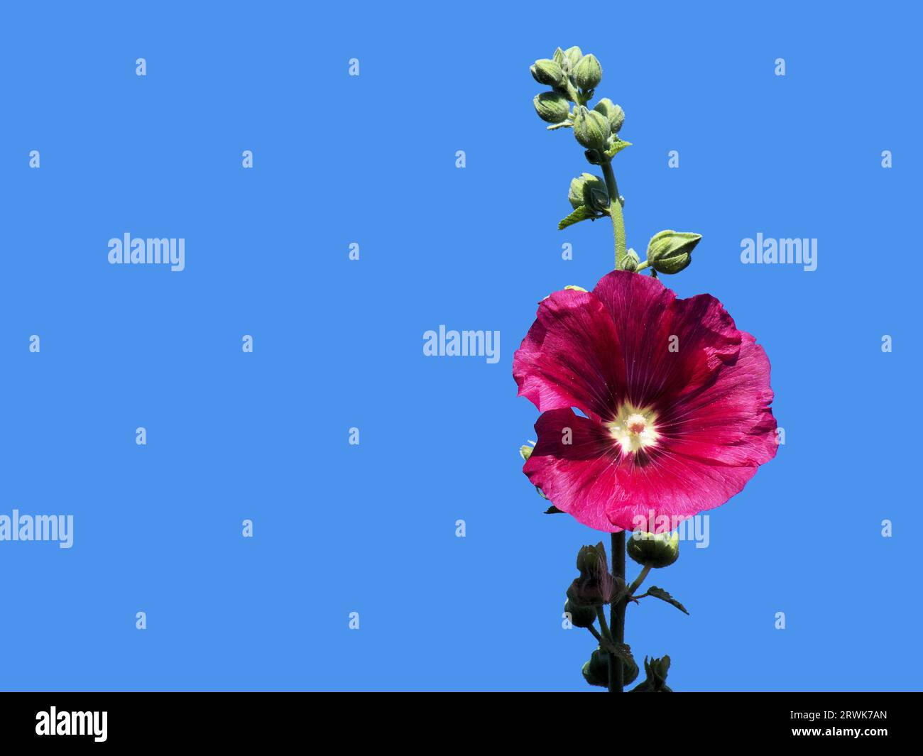 Red blossomed mallow, background blue sky, detail Stock Photo - Alamy