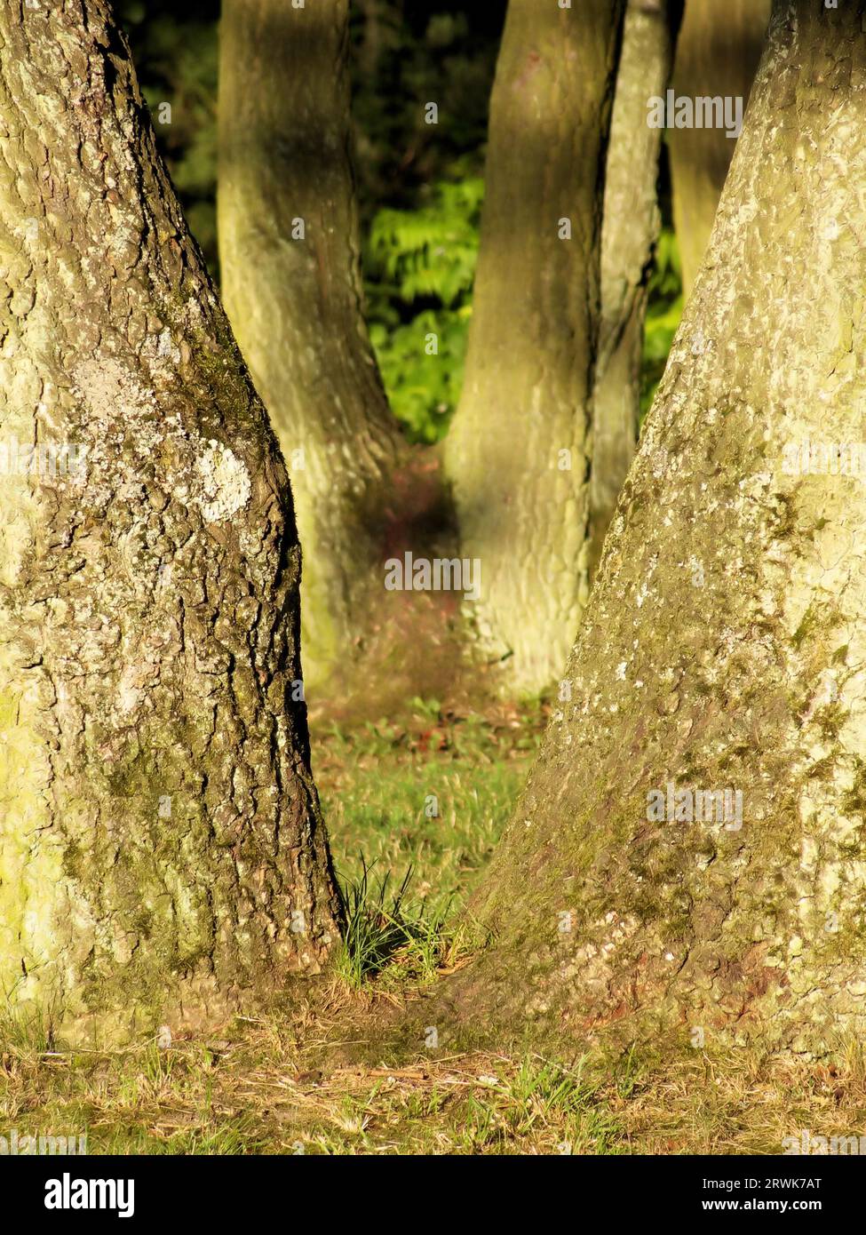 Upright deciduous tree hi-res stock photography and images - Alamy