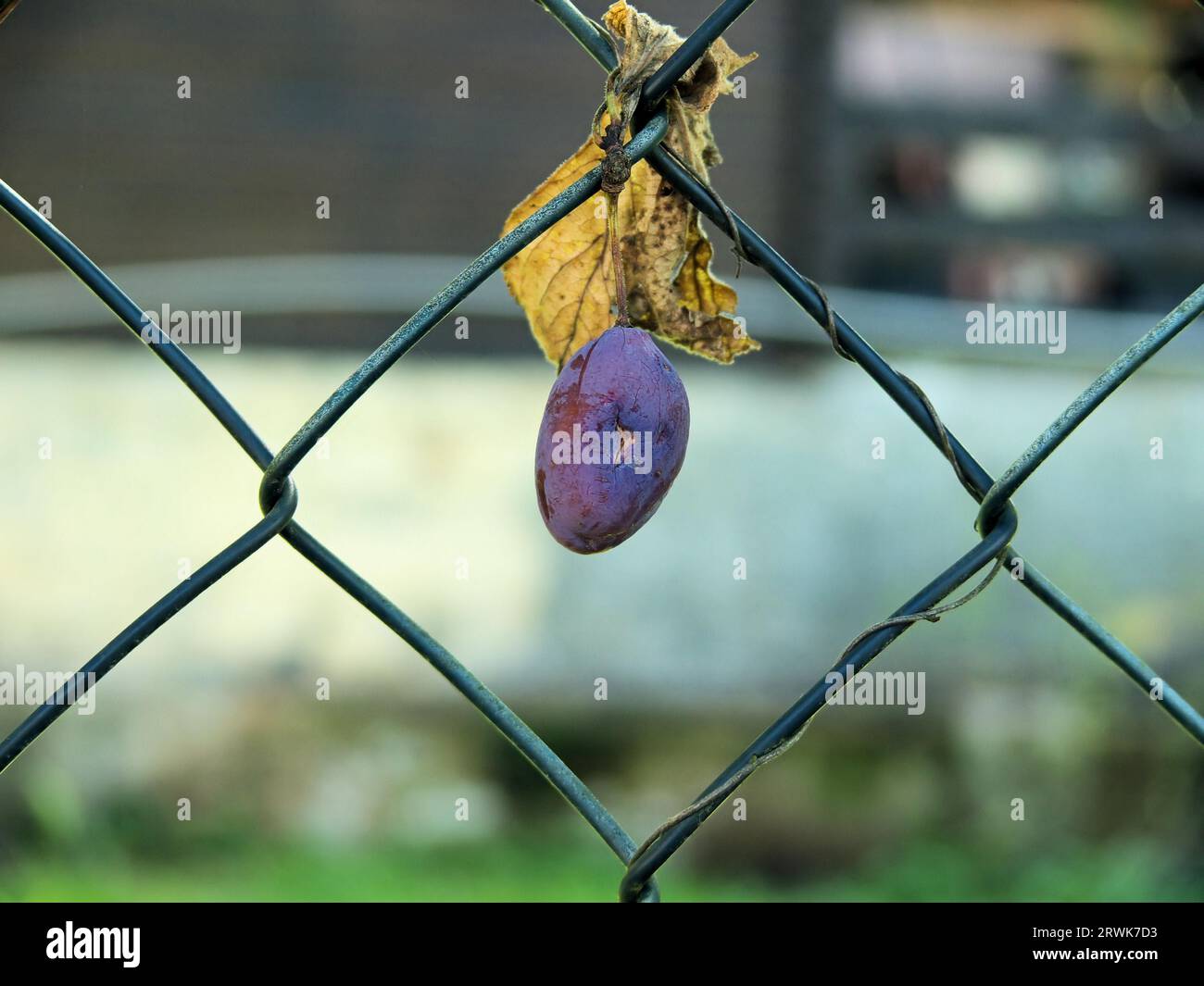 Single plum hi-res stock photography and images - Alamy