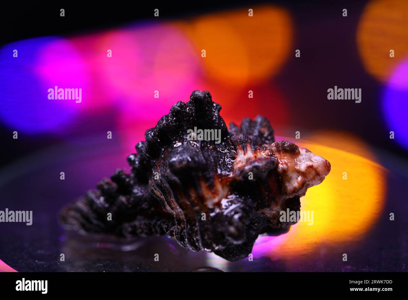 Seashell Dark Background at Studio Stock Photo - Alamy