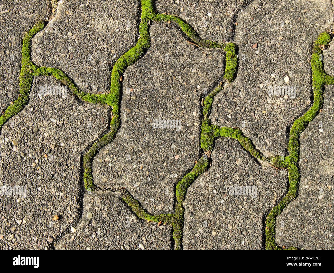 Moss paving stones hi-res stock photography and images - Alamy