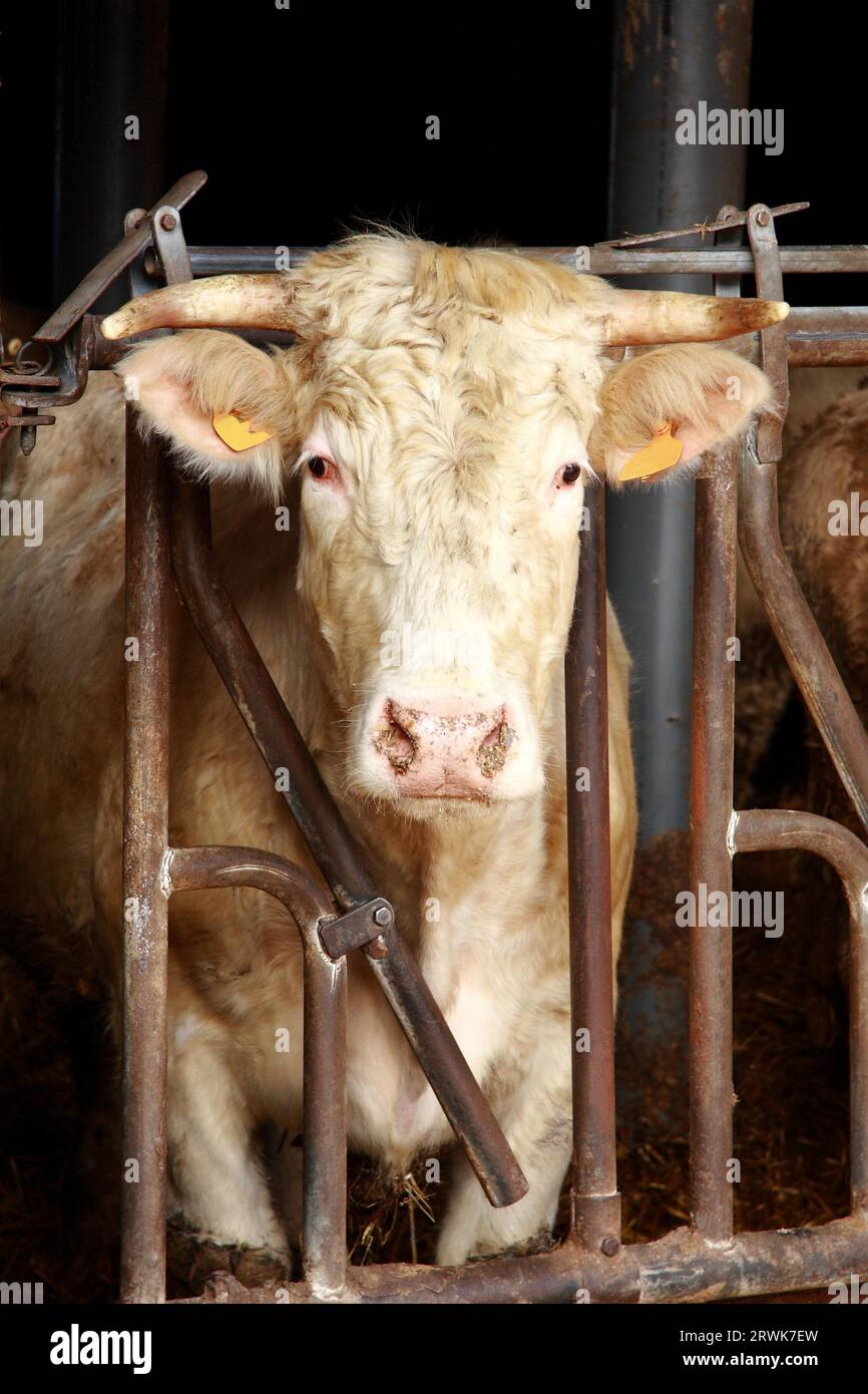 Livestock box hi-res stock photography and images - Alamy