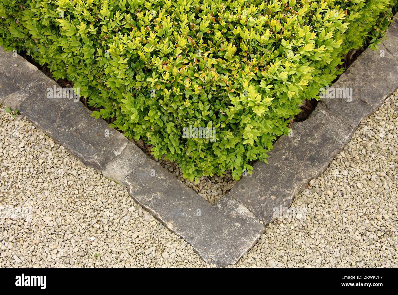 Boxwood corner, background stone border Stock Photo - Alamy