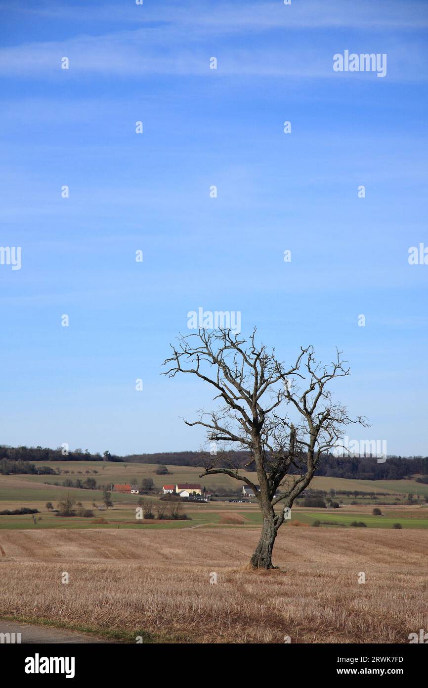 Withered tree in a cultivated landscape, background blue sky Stock ...