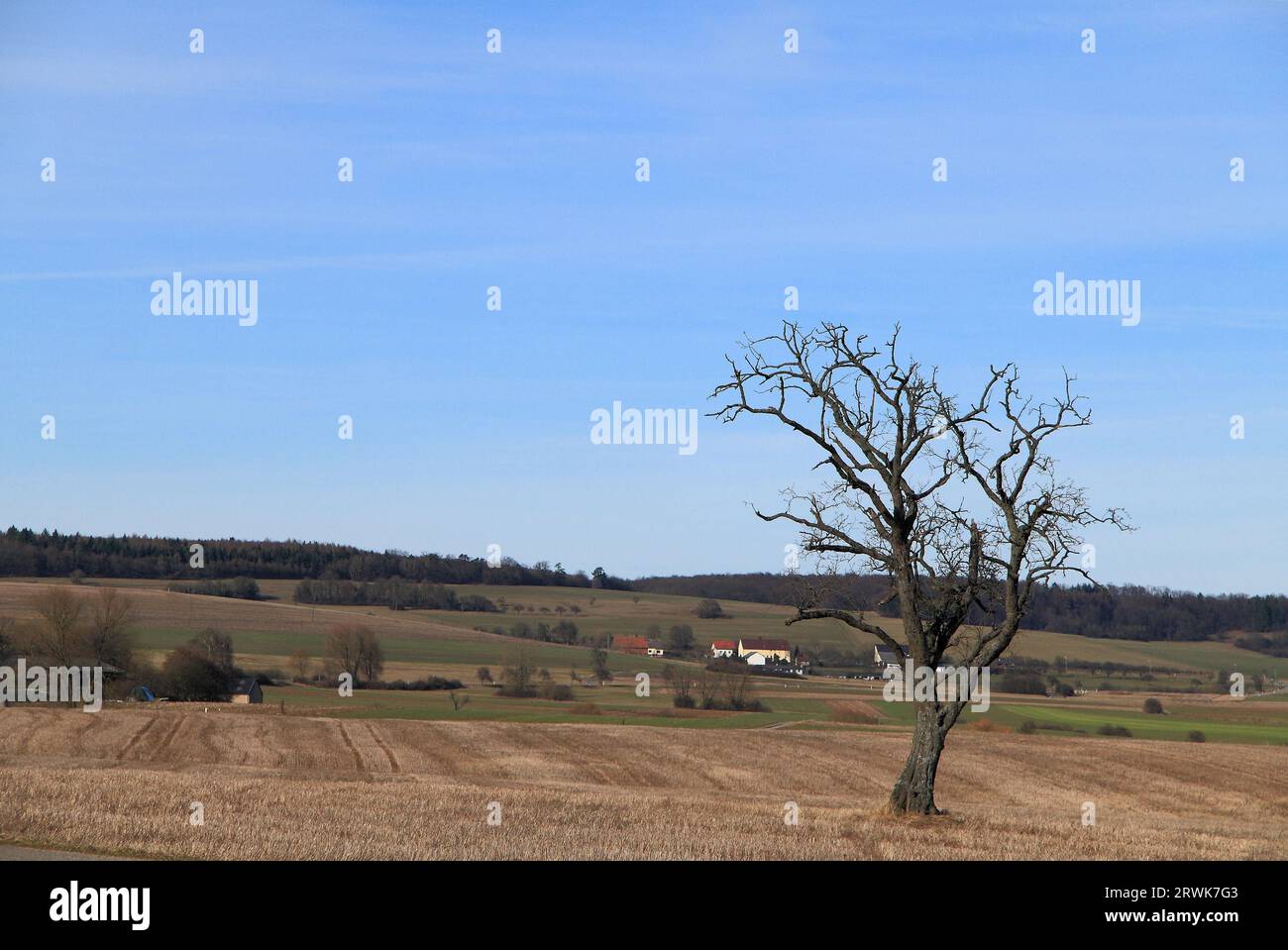 Lonely, dead tree in the middle of a landscape, background blue sky ...