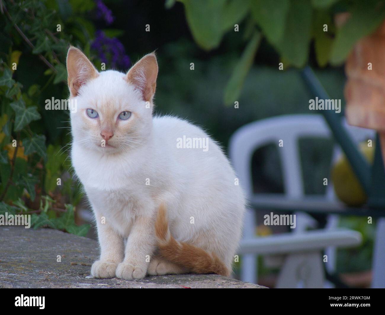 Small cat with beige fur and light blue eyes on a wall, background ...
