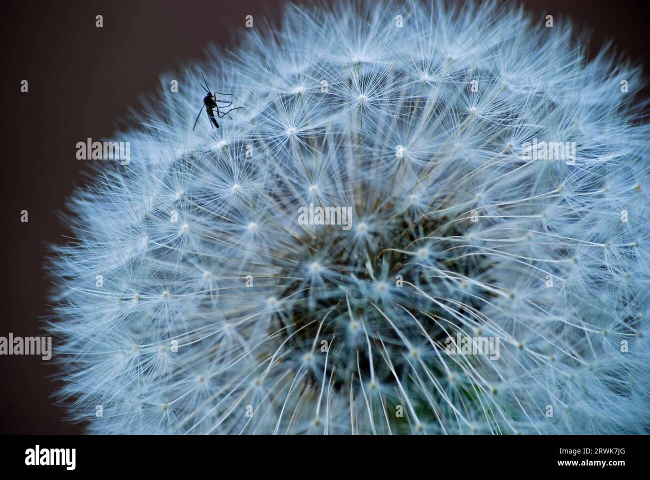 Dandelion with insect Stock Photo - Alamy