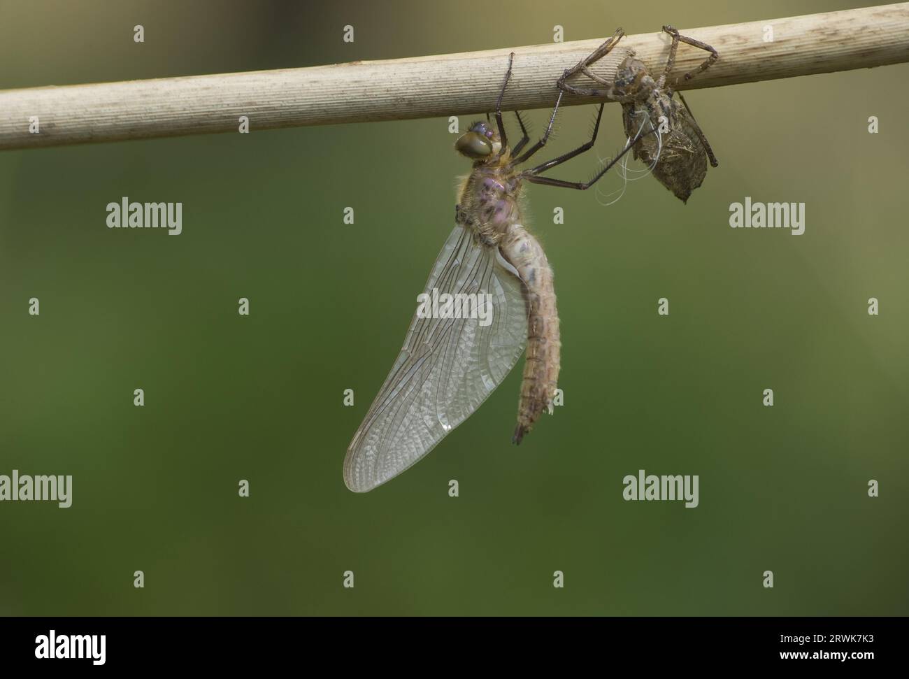 Dragonfly moulting hi-res stock photography and images - Alamy