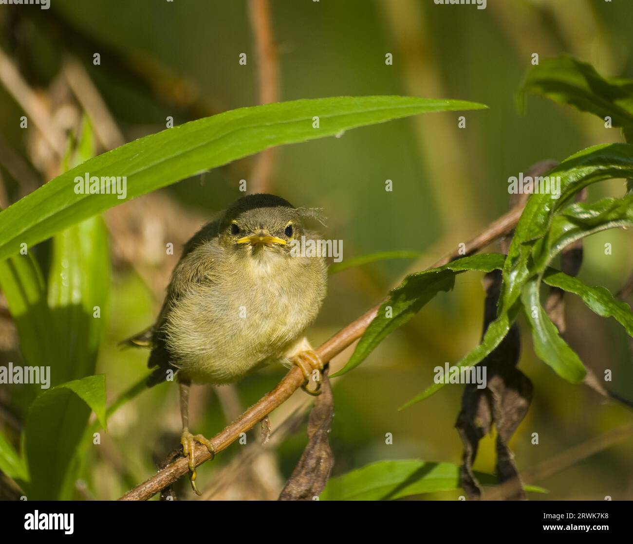 Juvenile chiffchaff hi-res stock photography and images - Alamy