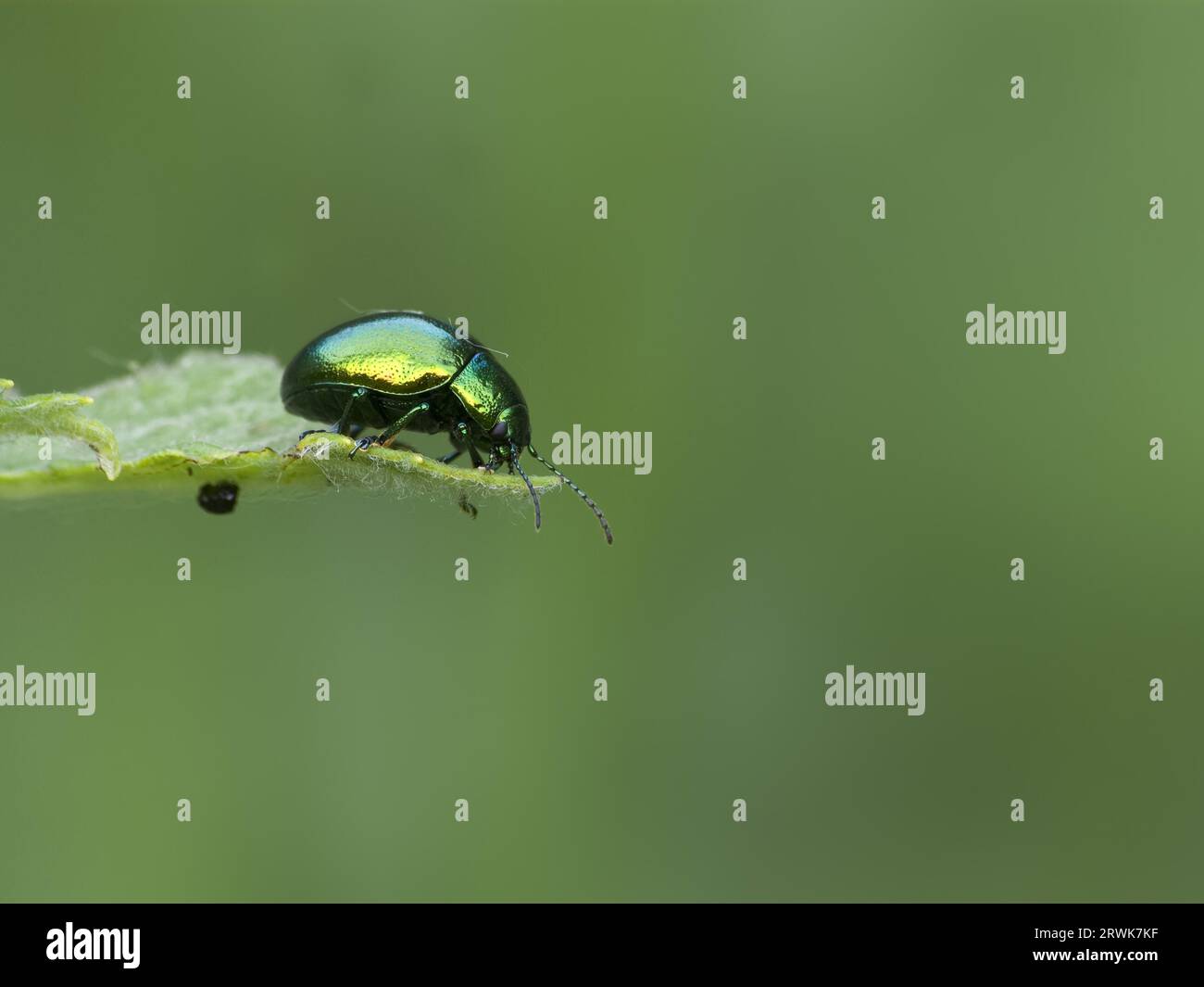 Pest beetle rose hi-res stock photography and images - Alamy