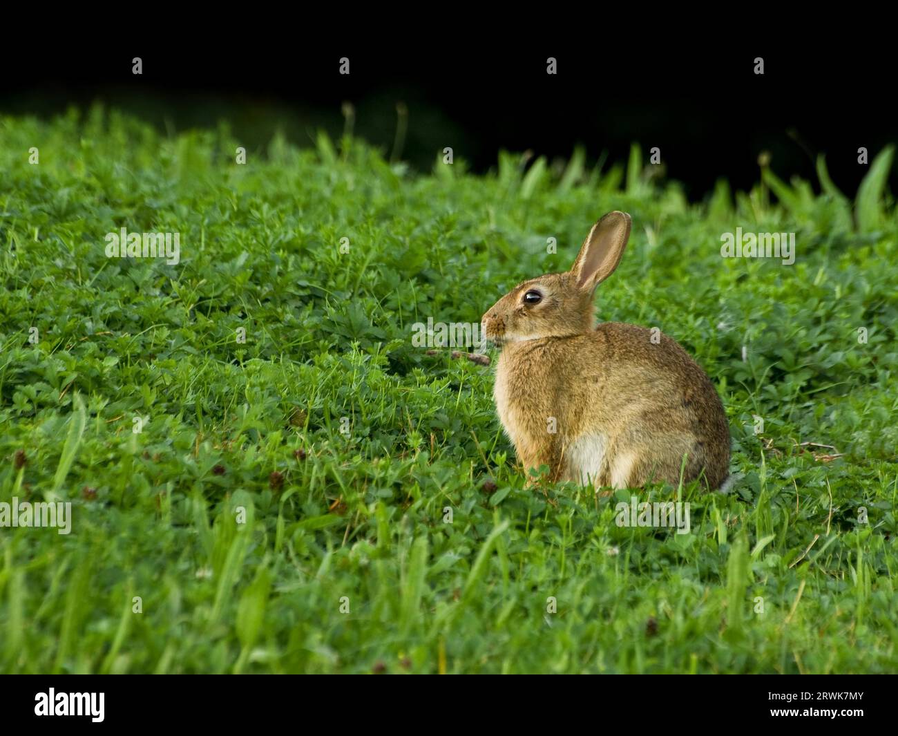 Rabbit like animal hi-res stock photography and images - Alamy