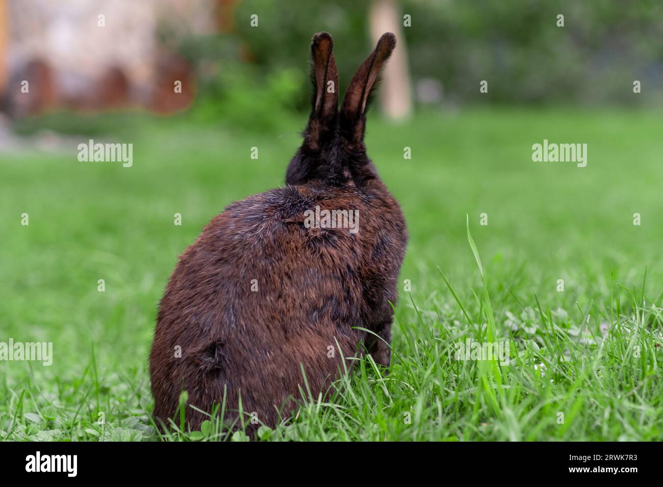 Rabbit with big ears walking in the garden on the lawn Stock Photo - Alamy
