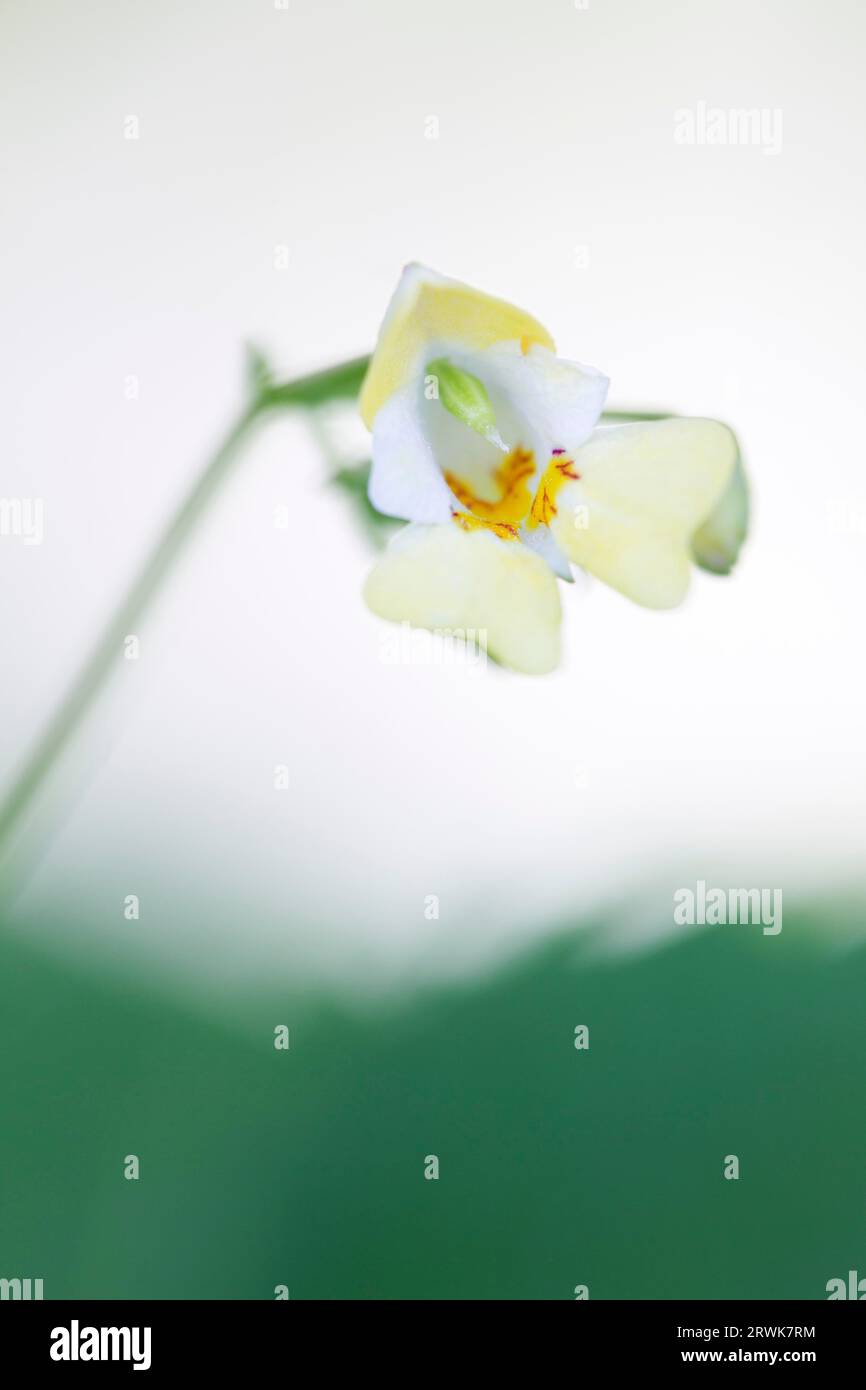 Touch me not stick insect hi-res stock photography and images - Alamy