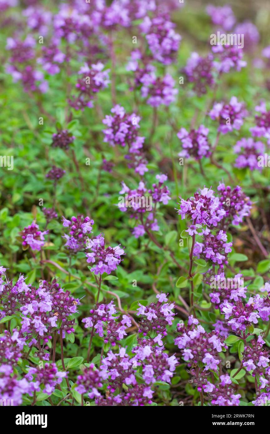 Broad-leaved Thyme (Thymus pulegioides) the flowers are visited by many ...