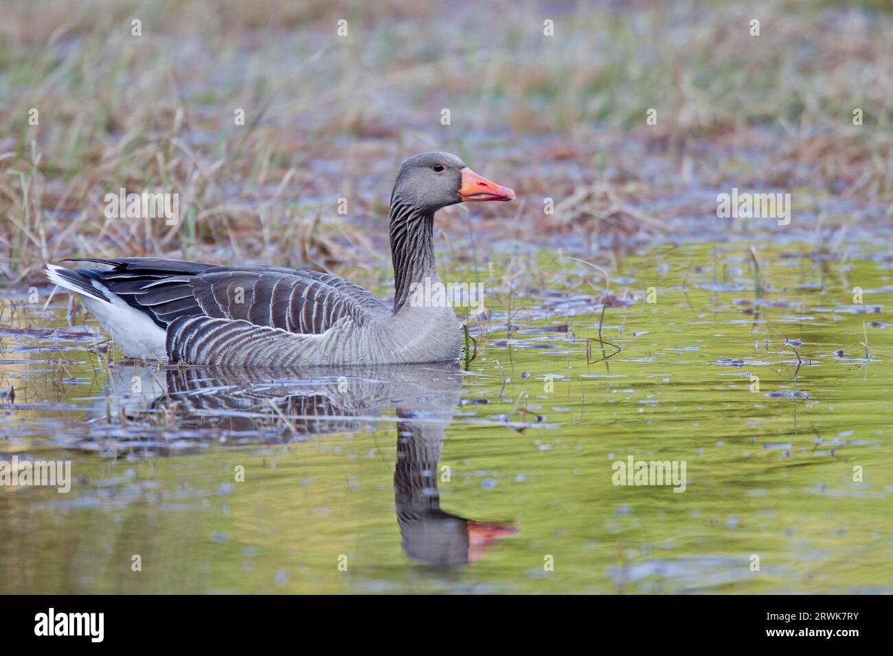 Greylag Goose (Anser anser), in former times the quills of the hand ...