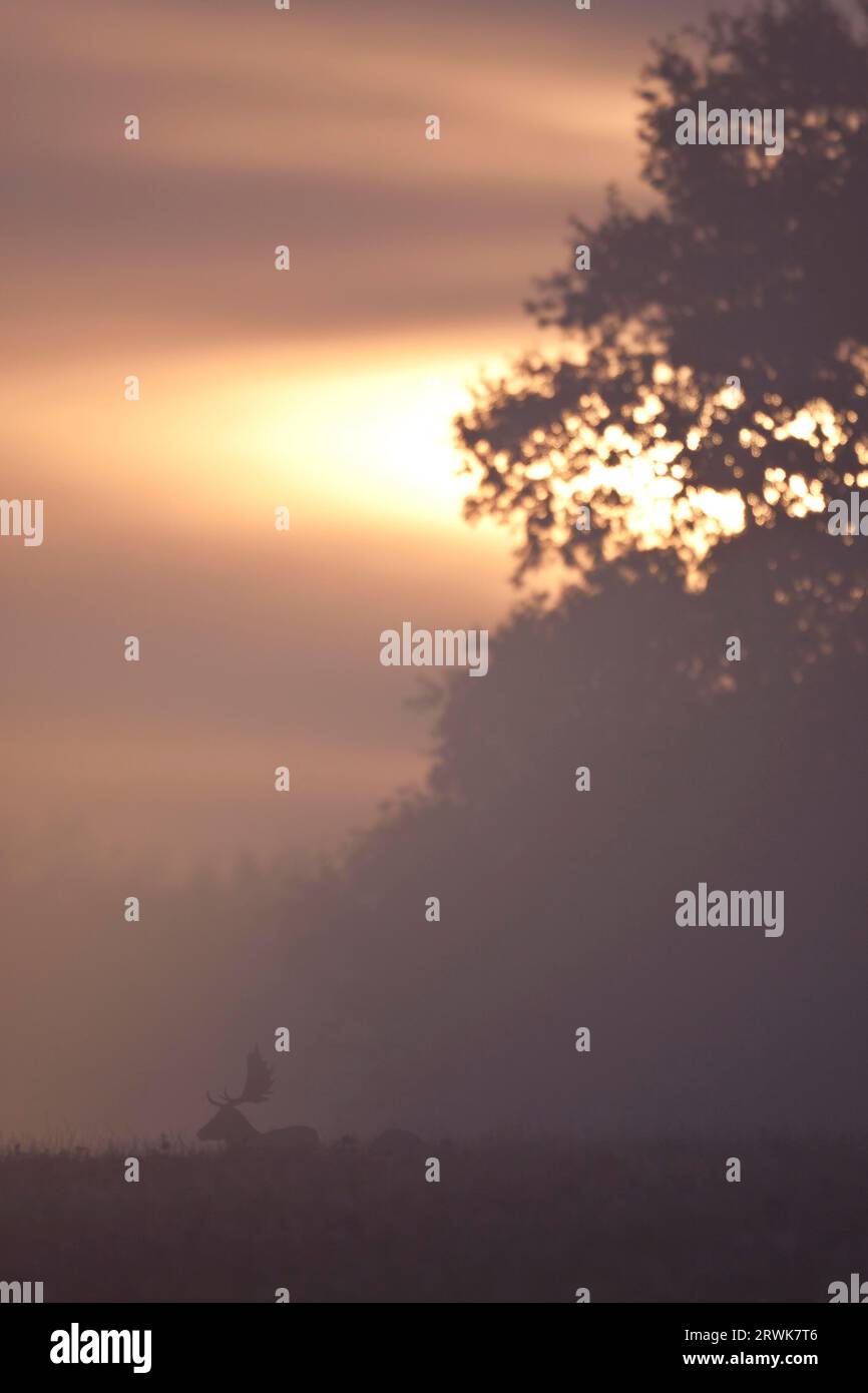 Fallow Deer, many animals fall victim to road traffic in Germany (Photo ...