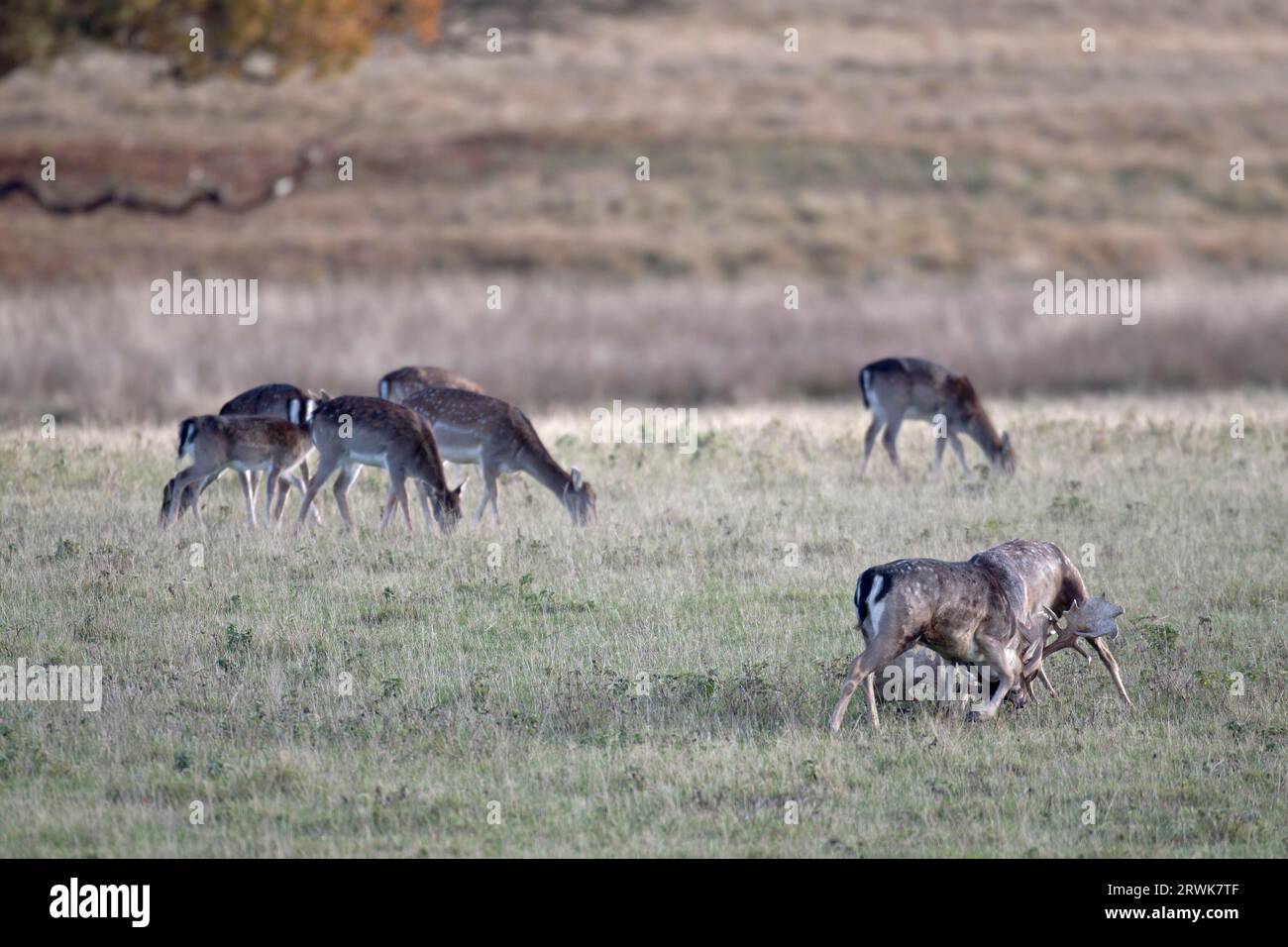 Fallow Deer (Dama dama), the rutting fights are carried out according ...