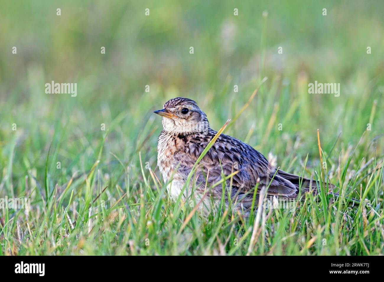 Eurasian skylarks (Alauda arvensis) are ground breeders (Photo Skylark ...