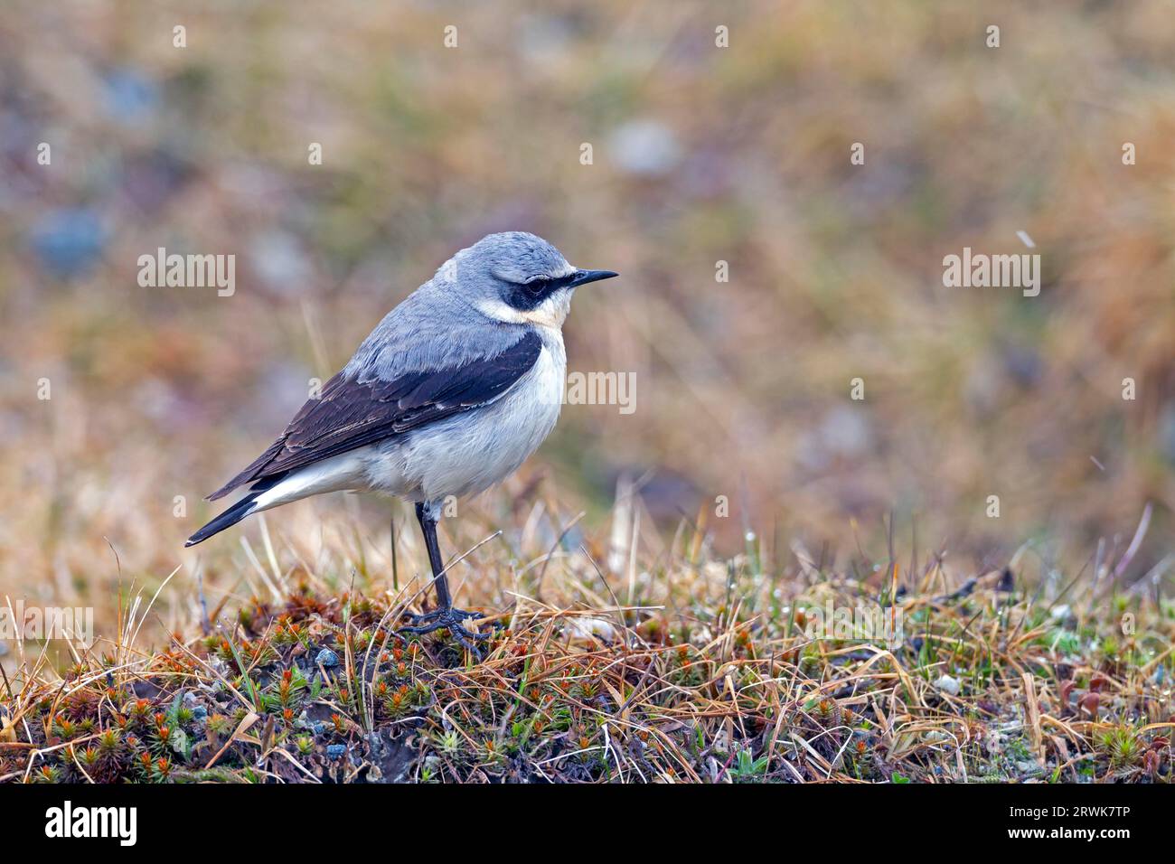 Mating season sweden hi-res stock photography and images - Alamy