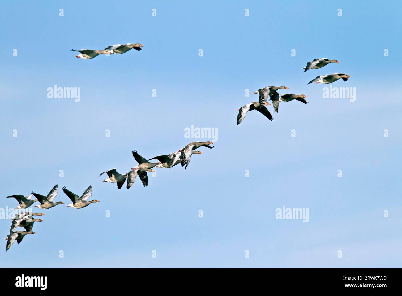 Greylag Goose, in Ancient Greece and Rome, they were associated with ...