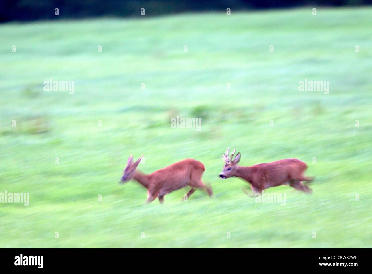European roe deer (Capreolus capreolus) pursues a doe in the rut ...