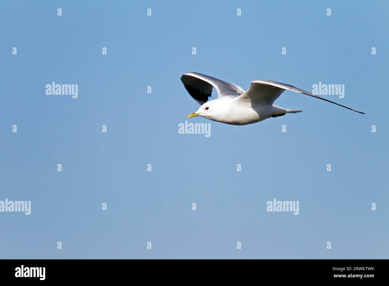 Common gulls (Larus canus) breed in northern Asia, northern Europe and ...