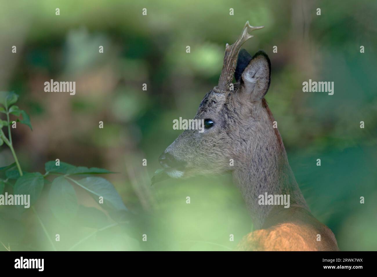 European roe deers (Capreolus capreolus) stands in a safe thicket at ...