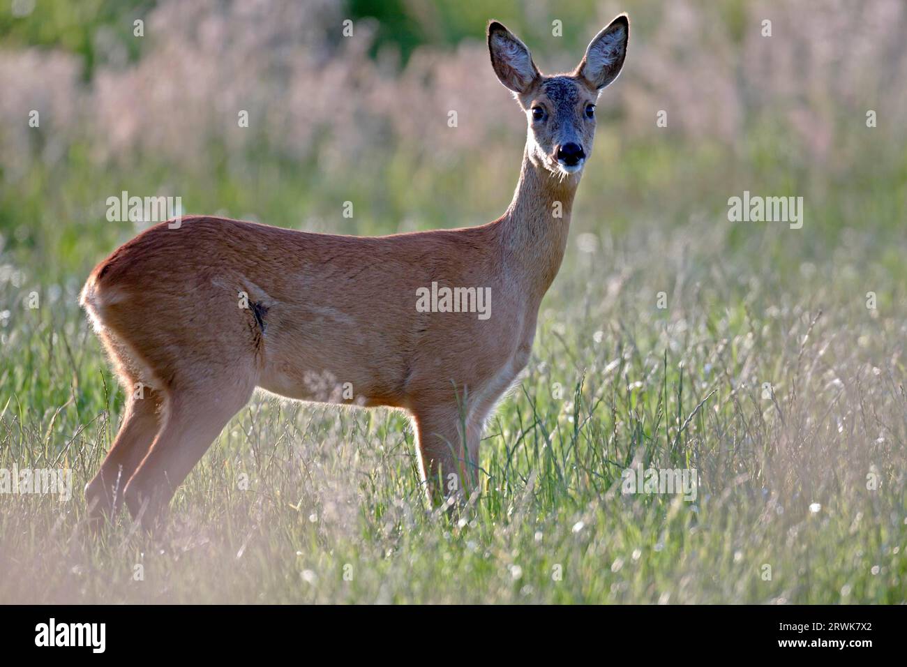 Roe Deer, in areas with limited food supply, the competitive pressure ...