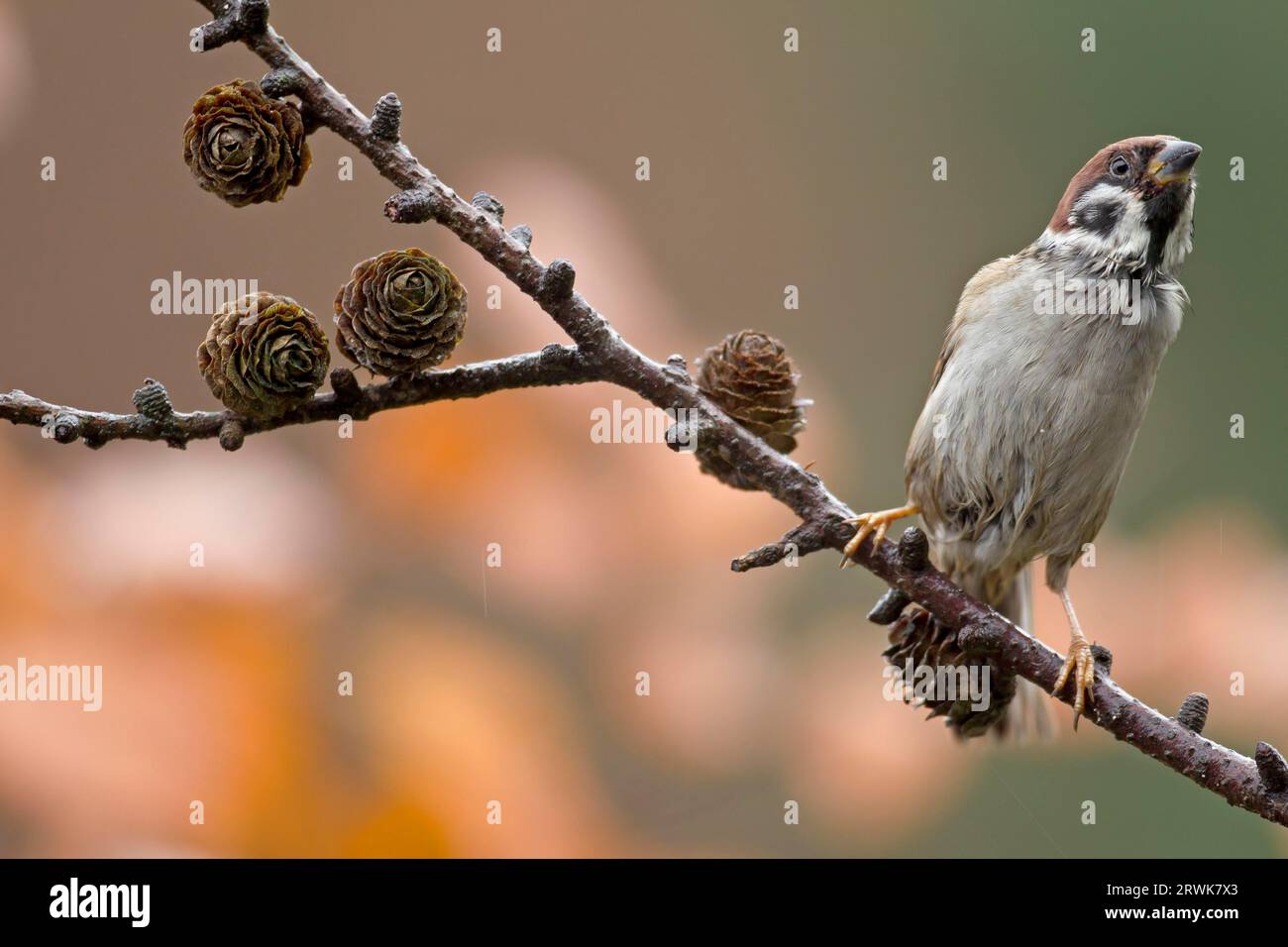 Eurasian tree sparrows (Passer montanus) reaches breeding maturity ...