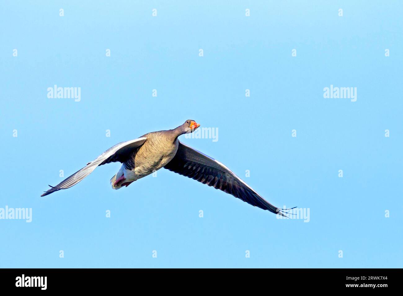 Greylag Geese are very gregarious birds outside the breeding season ...