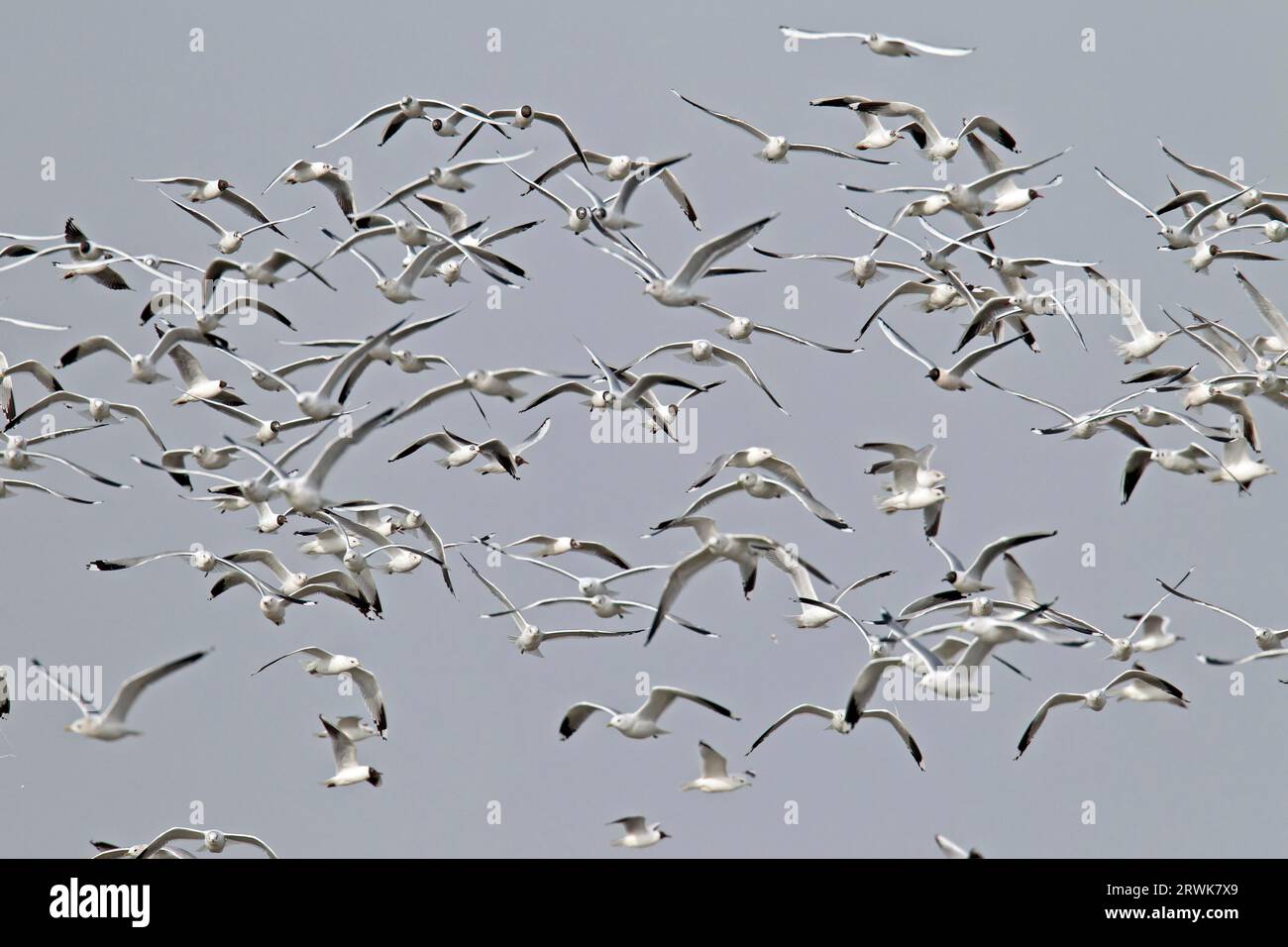 Common Gulls (Larus canus) always breed near water (Photo Common Gulls ...