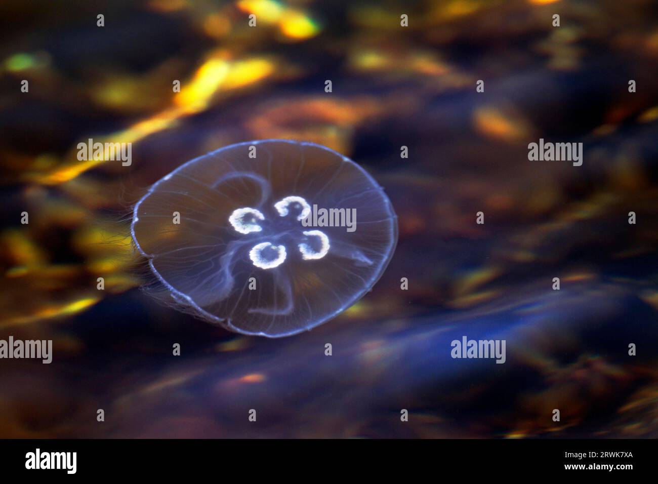 Common jellyfishes (Aurelia aurita) can be easily recognised by their 4 ...