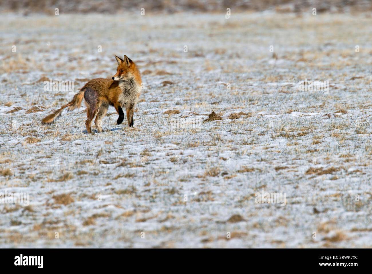 Red foxes (Vulpes vulpes) suffering from mange lose large areas of ...
