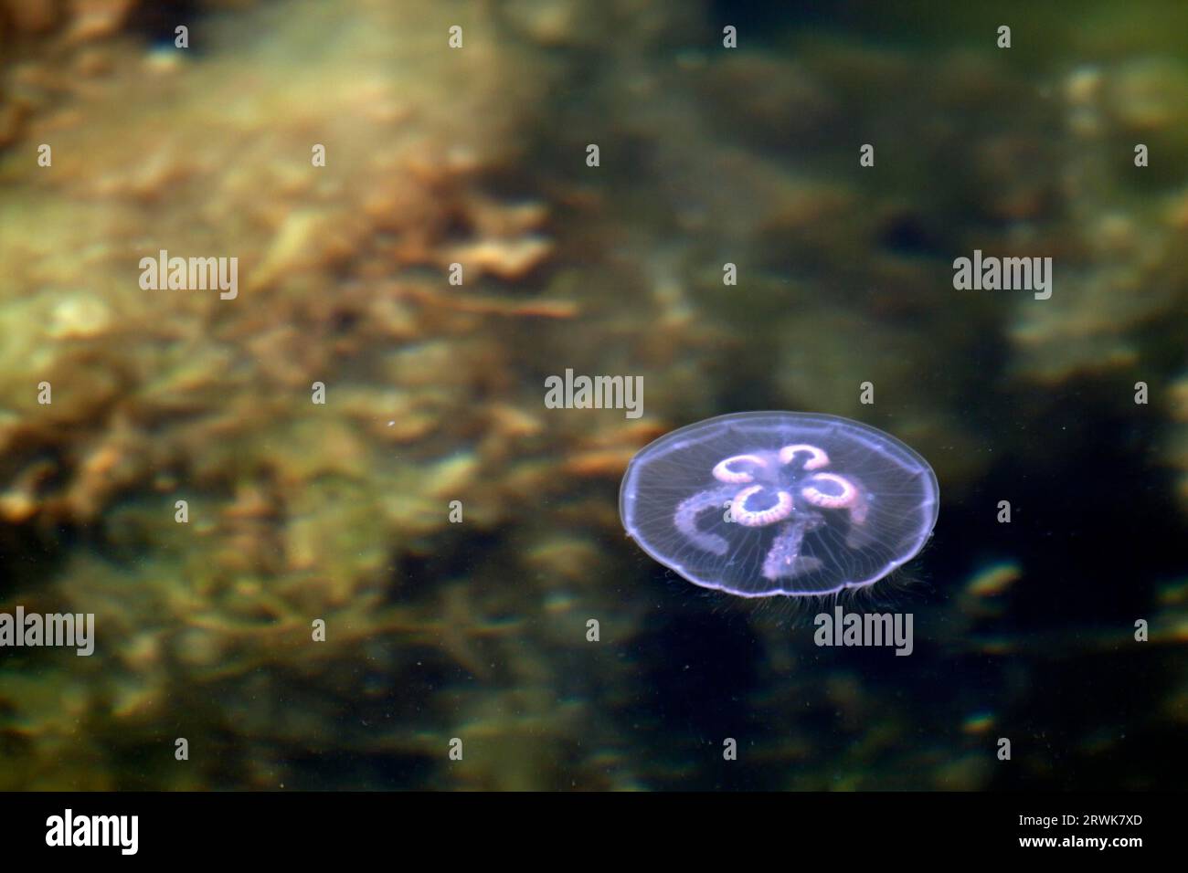 Common jellyfishes (Aurelia aurita) have a translucent body (Photo Moon ...