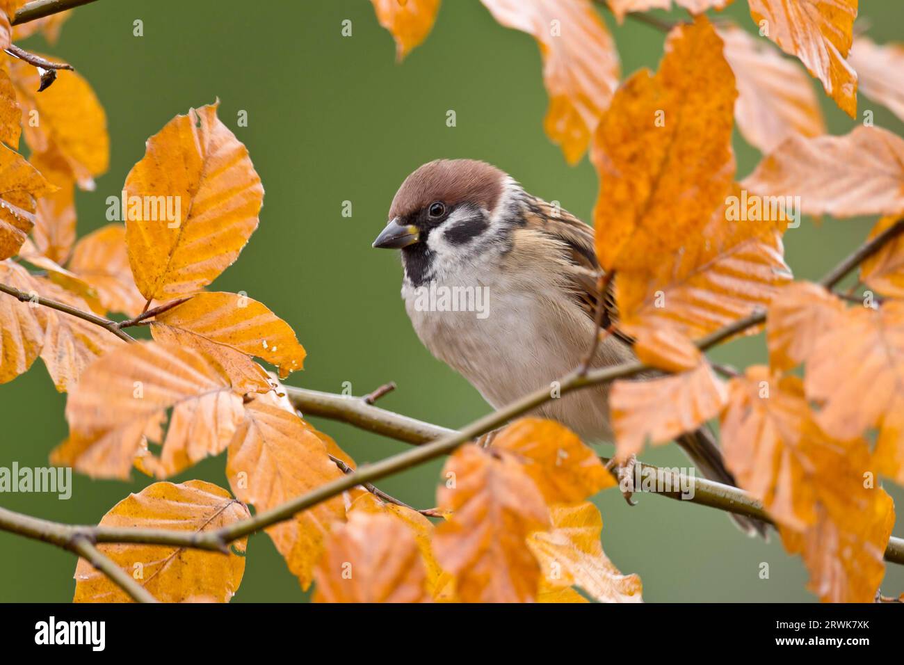 Eurasian tree sparrows (Passer montanus) reaches breeding maturity ...