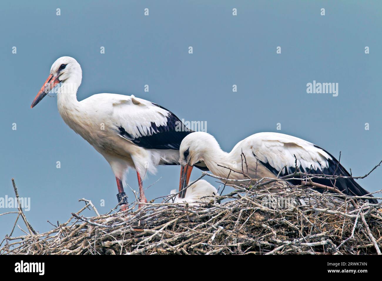 White Storks (Ciconia ciconia) are large birds and have a striking red ...
