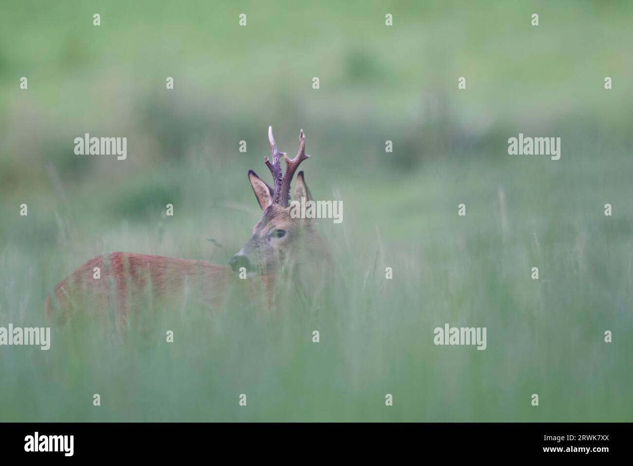 European roe deers (Capreolus capreolus) in summer pelage grazing on a ...